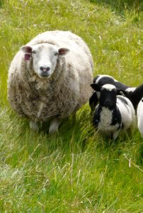 The ALC Act and ALR Regulations - Provincial Agricultural Land Commission